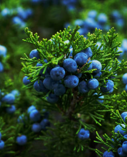 Juniper Tar – Peelz of Norway AS