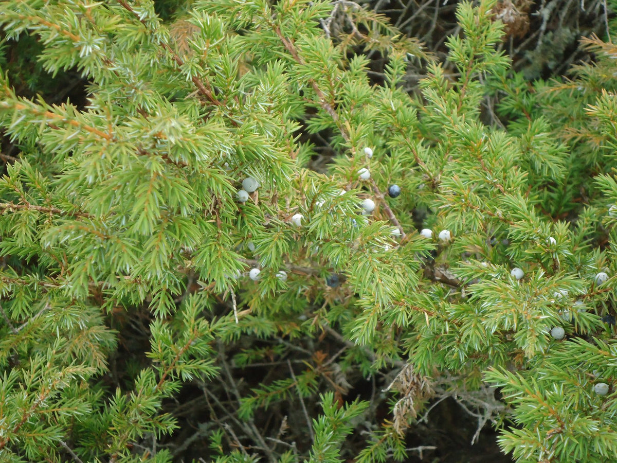 Juniper – Peelz of Norway AS